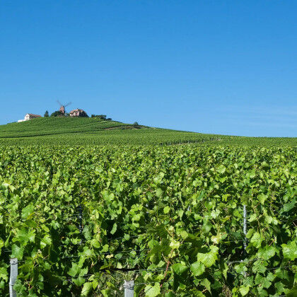 The 4 wine-growing regions of Champagne