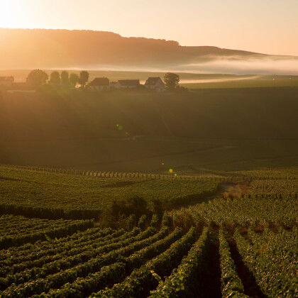The history of champagne in 5 facts | Envie de Champagne