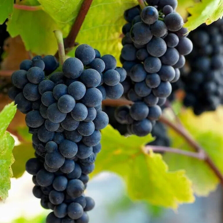 Pinot noir, Champagne's other grape variety
