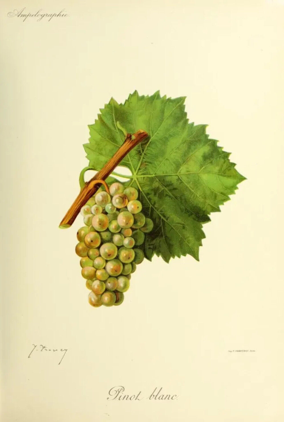 Champagne's forgotten grape varieties: Rediscovering Arbane, Petit ...